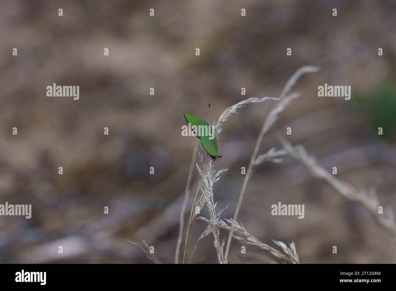 Callophrys rubi Family Lycaenidae Genus Callophrys Green hairstreak ...