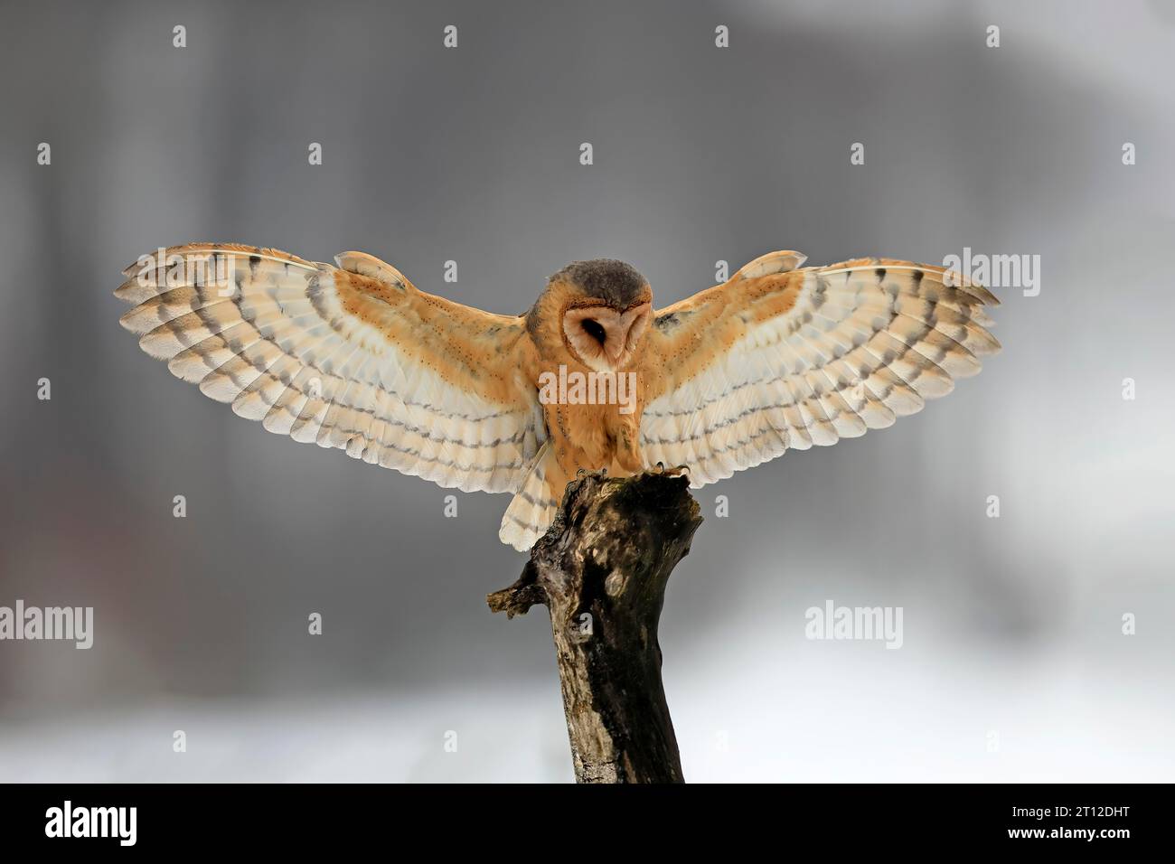 Barn owl wing forest hi-res stock photography and images - Alamy