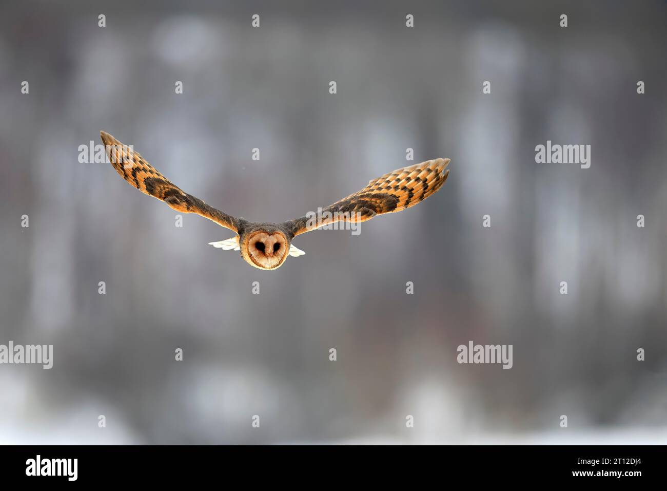Central European barn owl (Tyto alba guttata), adult, flying, in winter ...