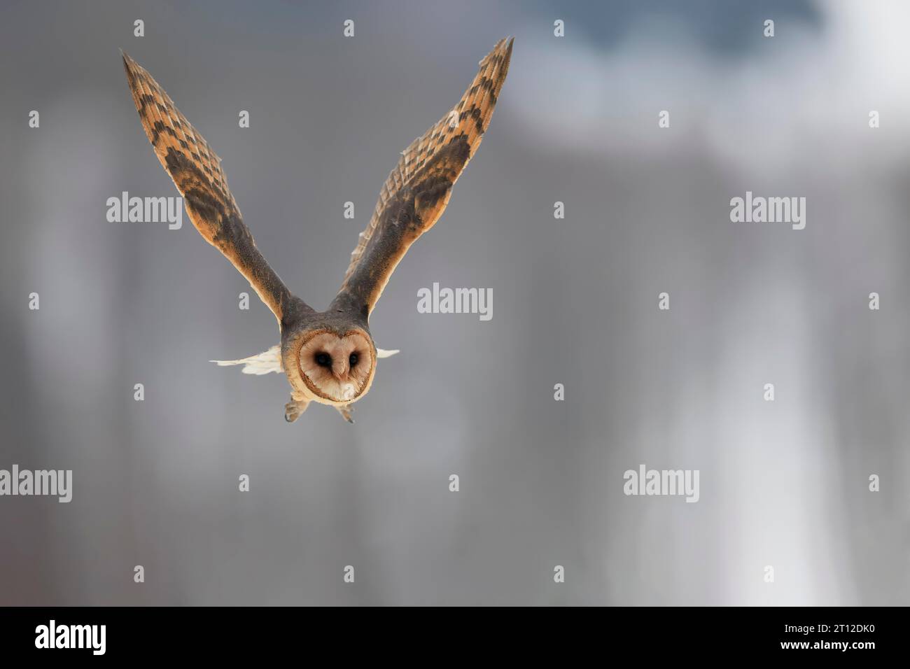 Central European barn owl (Tyto alba guttata), adult, flying, in winter ...