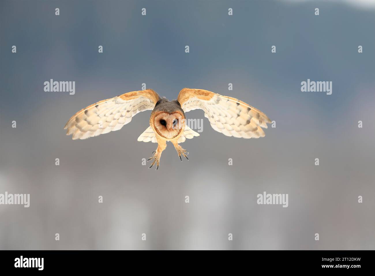 Central European barn owl (Tyto alba guttata), adult, flying, in winter ...