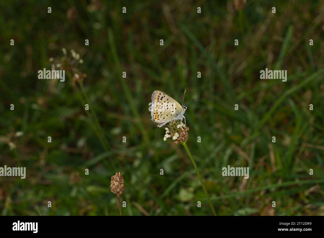 Lycaena tityrus Family Lycaenidae Genus Lycaena Sooty Copper butterfly ...