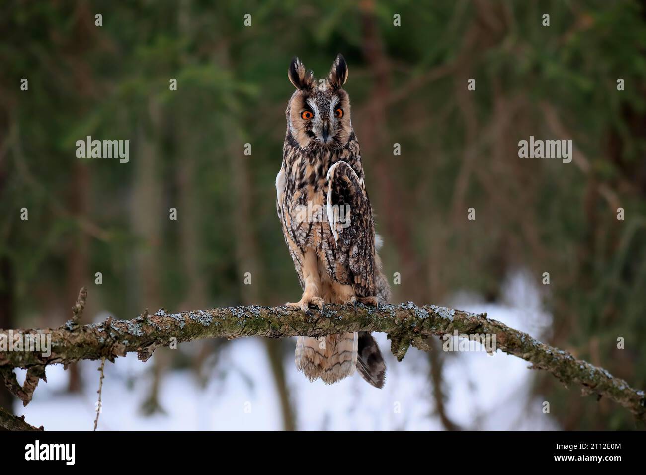 Long-eared owl (Asio otus), adult, perch, winter, snow, alert, Bohemian ...