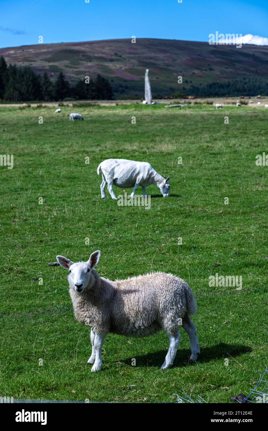 Dragons tooth standing stone, Isle of Arran, Firth of Clyde, Scotland ...