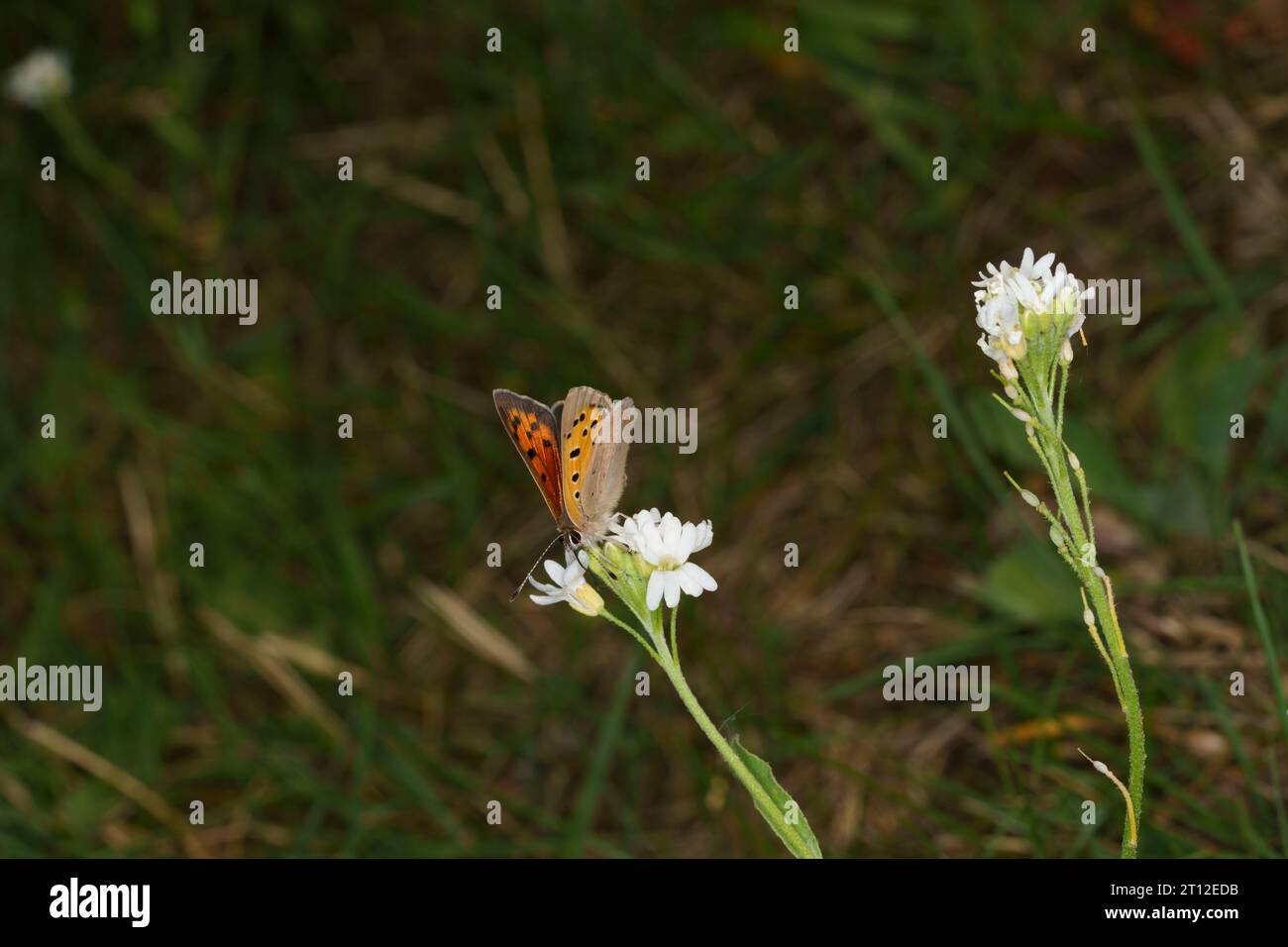 Lycaena phlaeas Family Lycaenidae Genus Lycaena Small Copper American ...