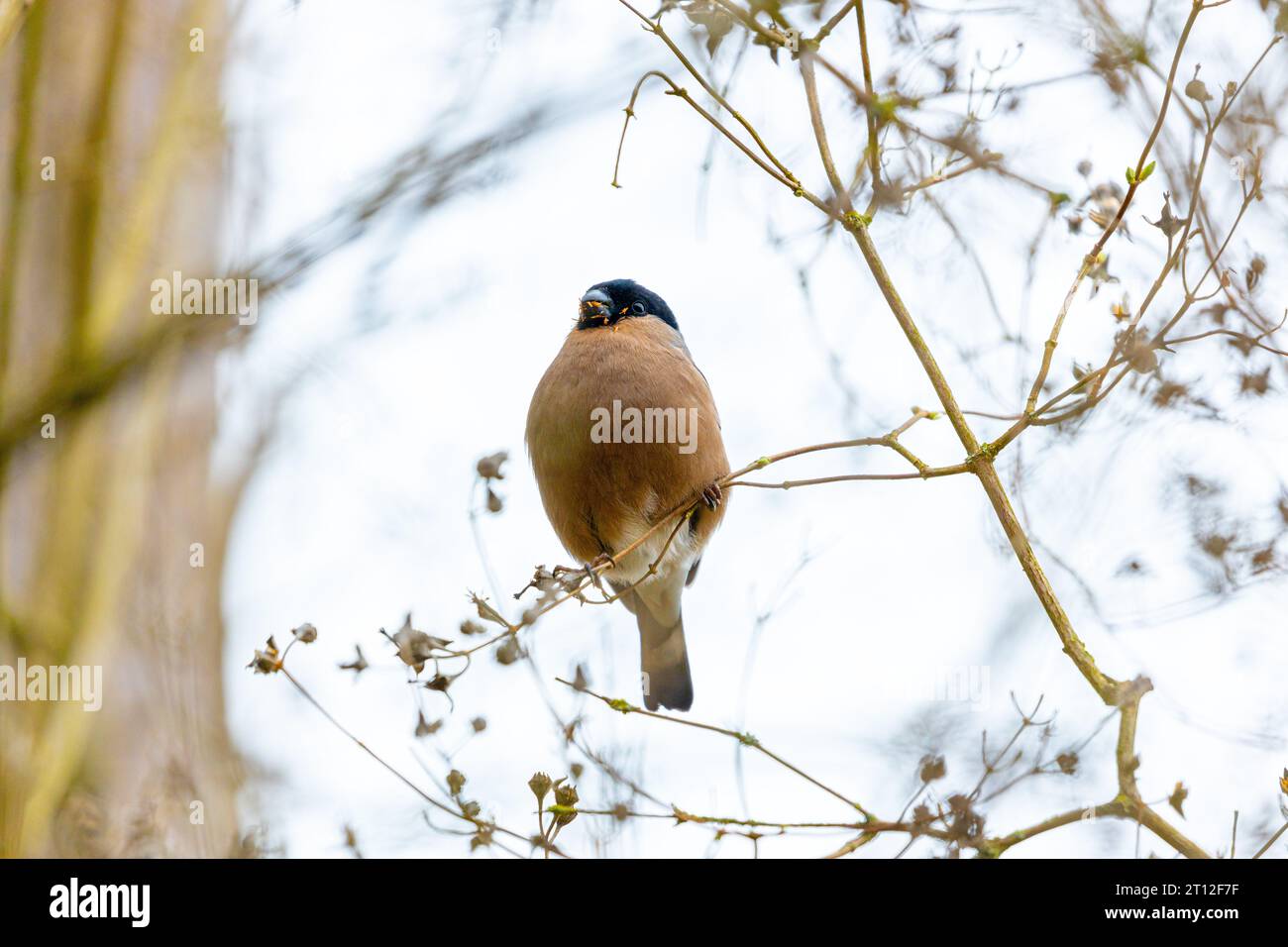 Elegant female Bullfinch (Pyrrhula pyrrhula) discovered in Dublin ...