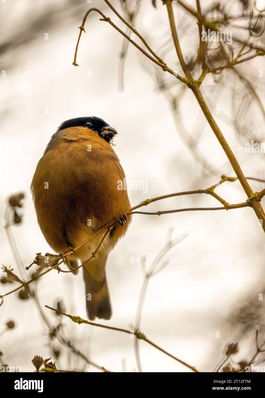 Elegant female Bullfinch (Pyrrhula pyrrhula) discovered in Dublin ...