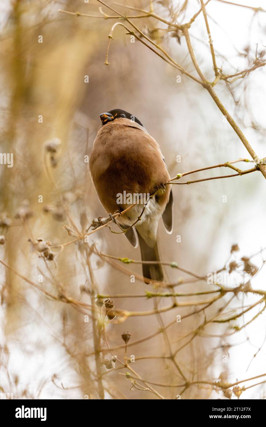 Elegant female Bullfinch (Pyrrhula pyrrhula) discovered in Dublin ...