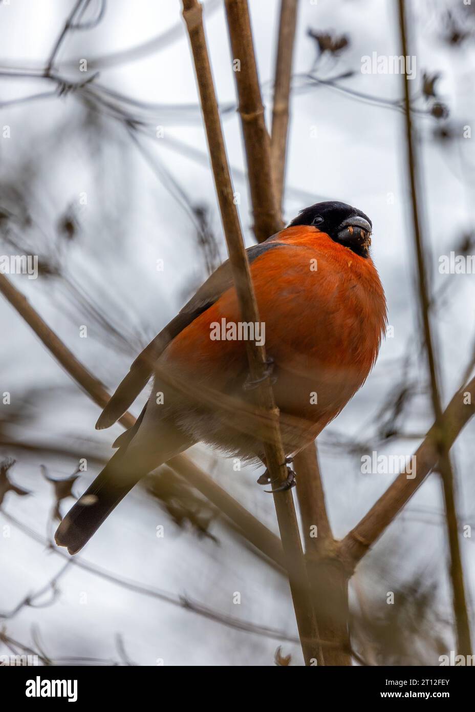 Dublins vibrant bird hi-res stock photography and images - Alamy