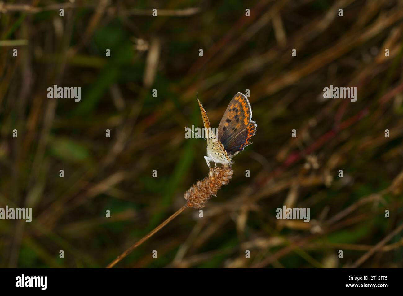 Lycaena tityrus Family Lycaenidae Genus Lycaena Sooty Copper butterfly ...
