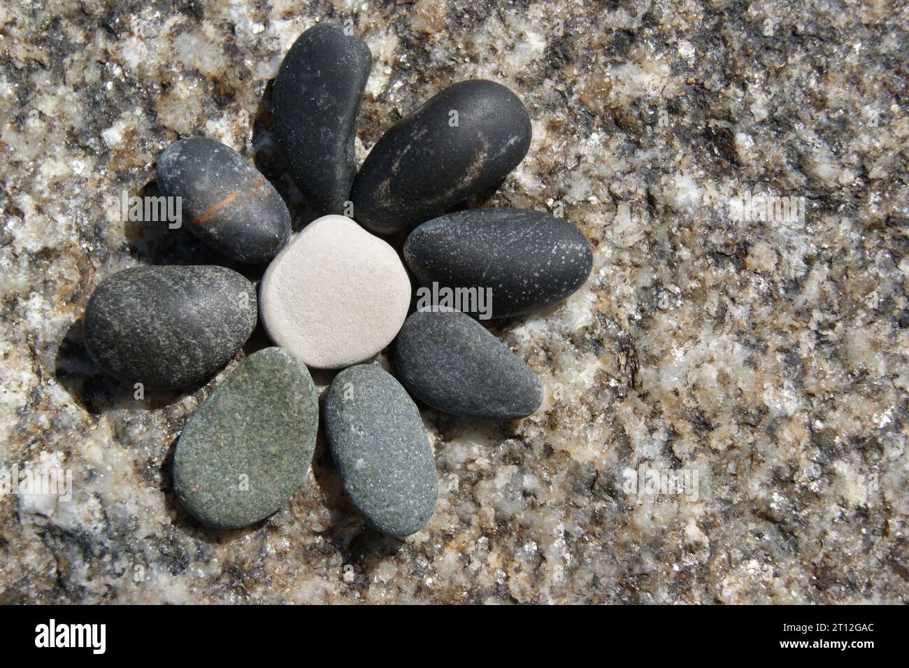 Pebbles flower hi-res stock photography and images - Alamy