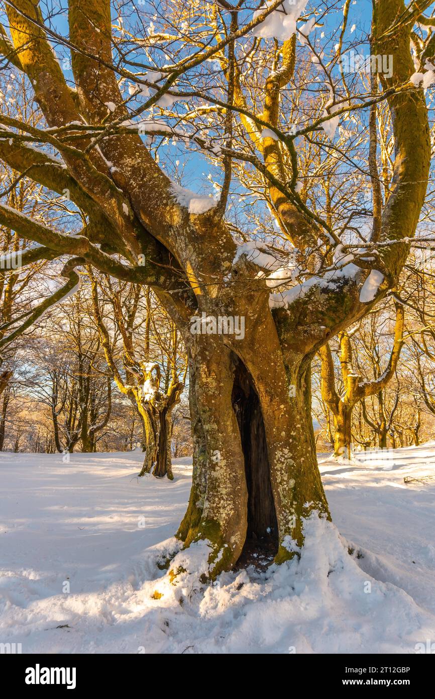 Giant tree in the Oianleku natural park at sunrise in the town of ...