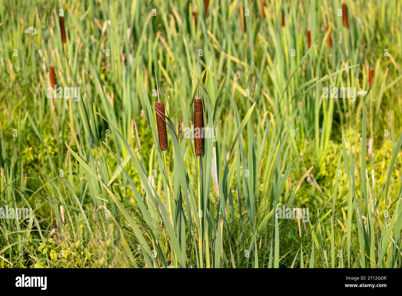 Broad-leaved cattail (Typha latifolia) is native flower in north ...