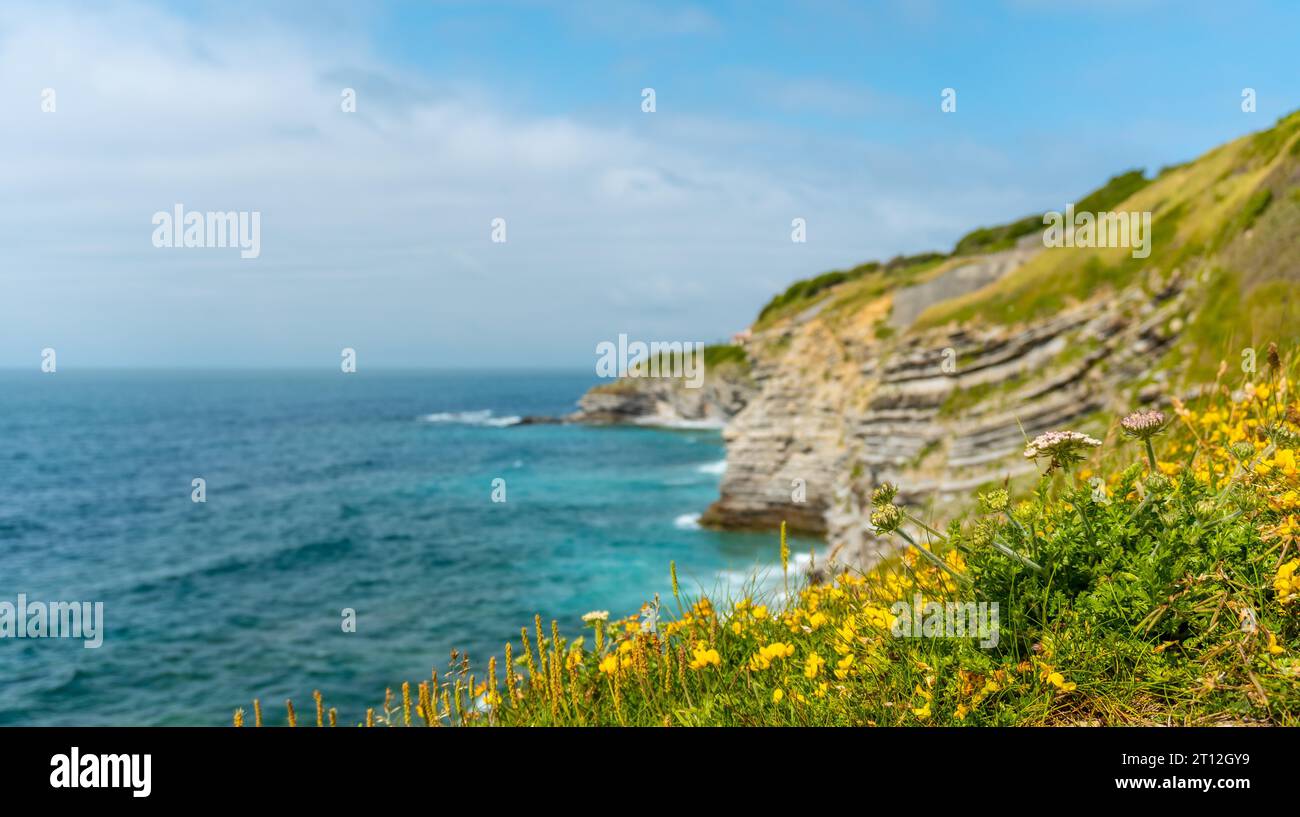Flowers on the coast and the sea from the natural park of Saint Jean de ...
