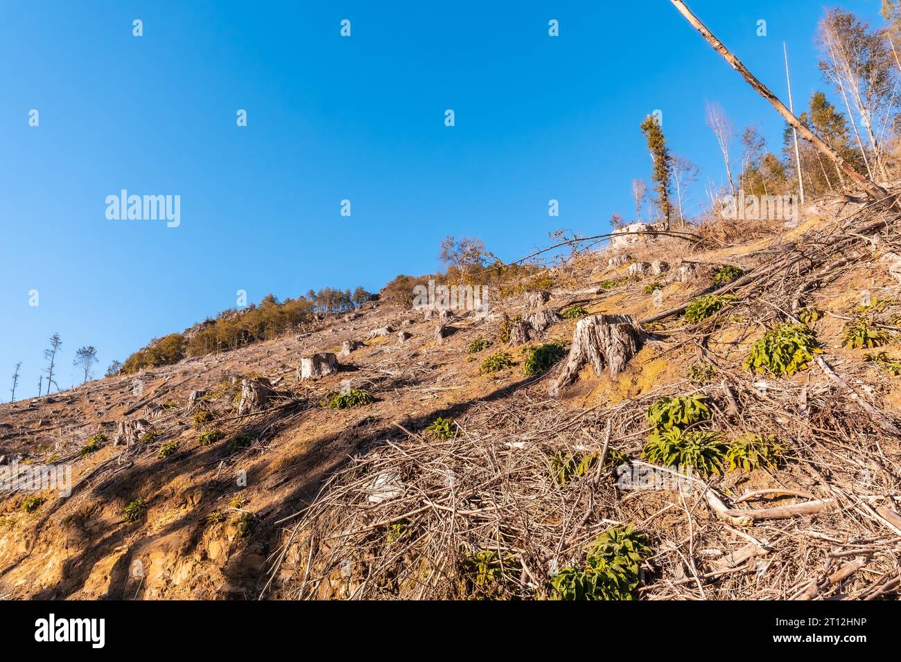 Forest burned and cleared for rehabilitation after the fire. Burned ...
