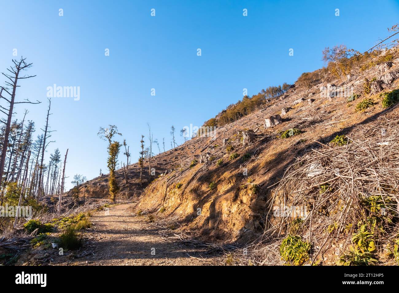Forest burned and cleared for rehabilitation after the fire. Burned ...