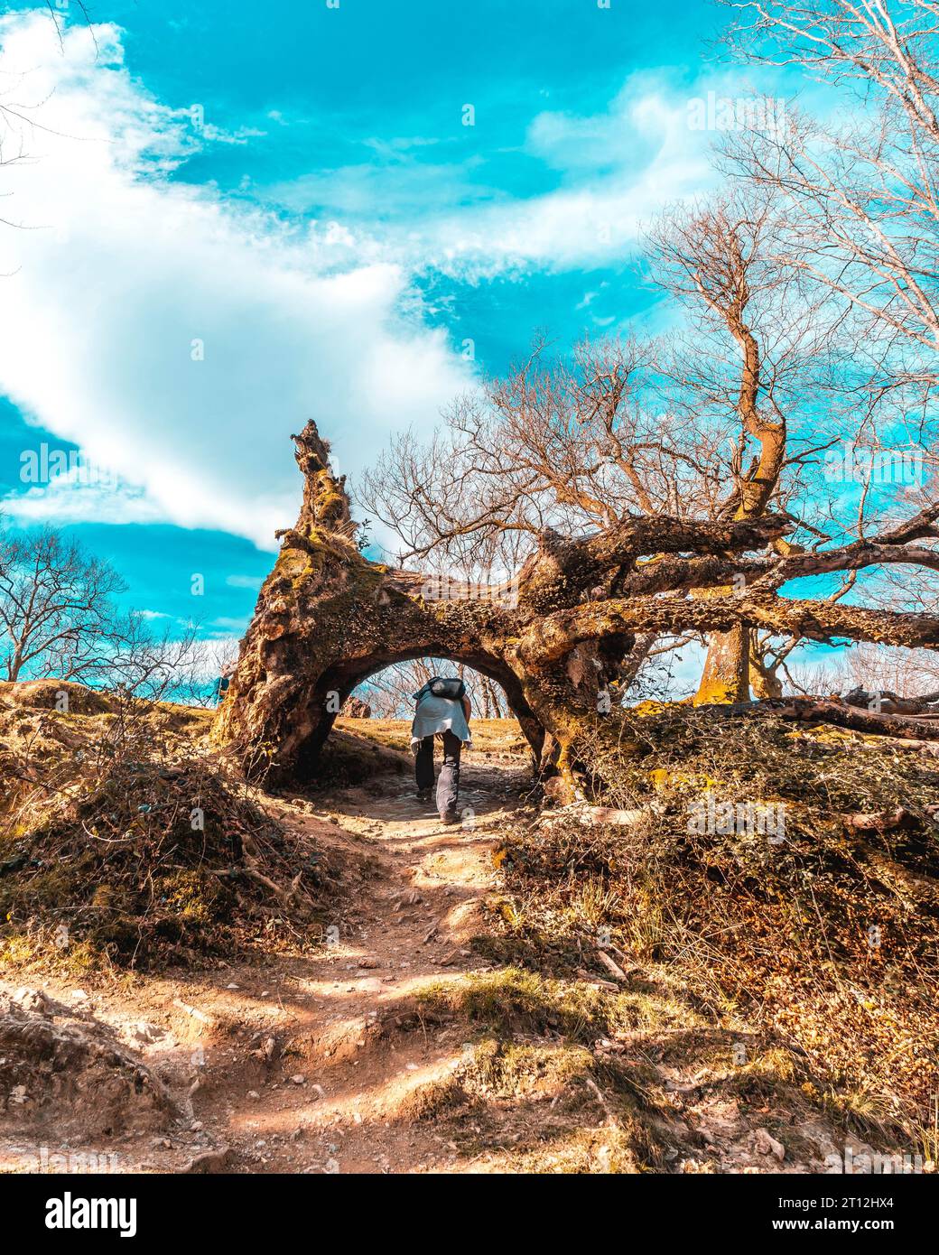 A young woman crouching through a tunnel of a tree on the path of Mount ...