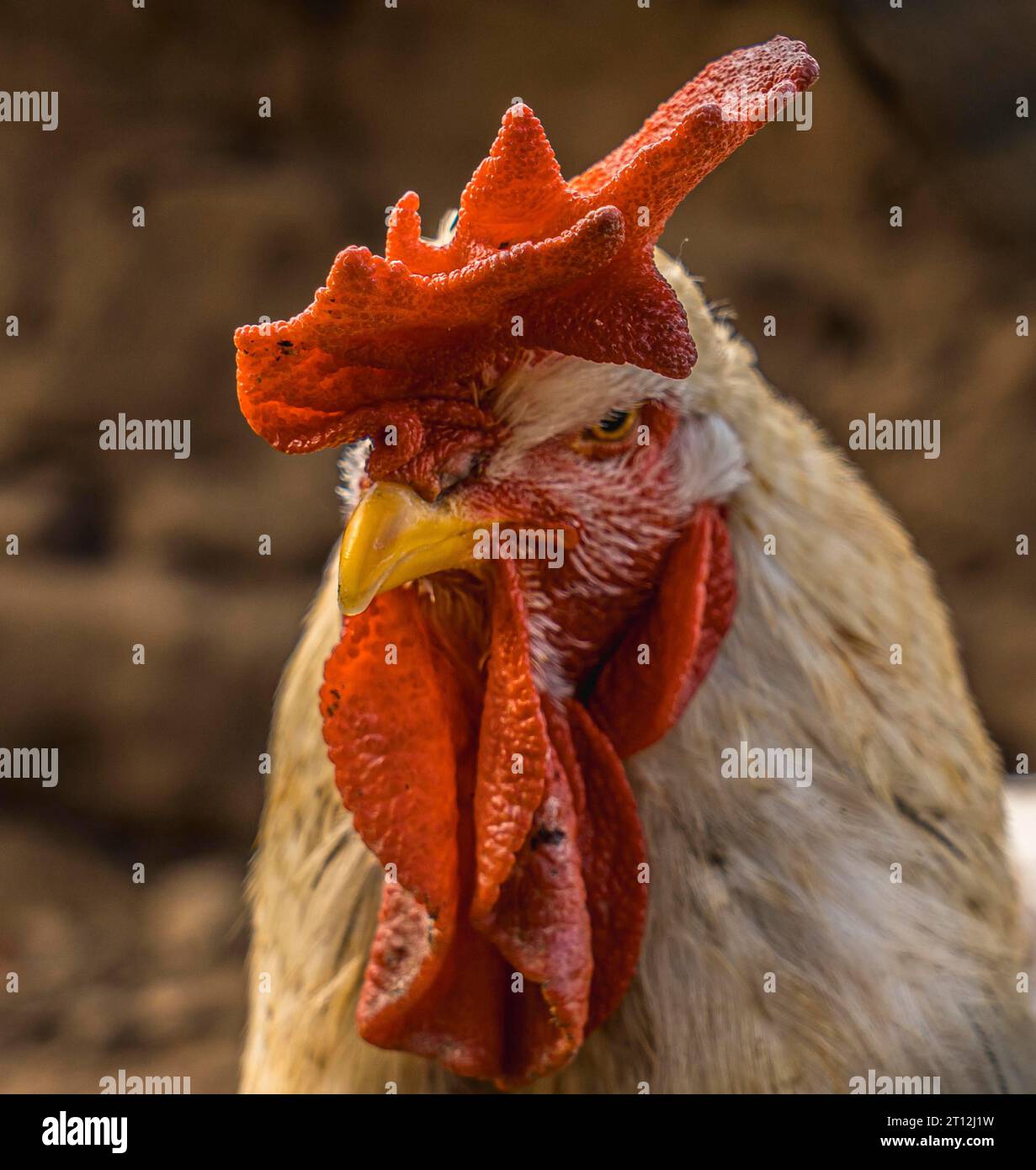 Looking at a white rooster with a red crest in a pen in the Basque ...