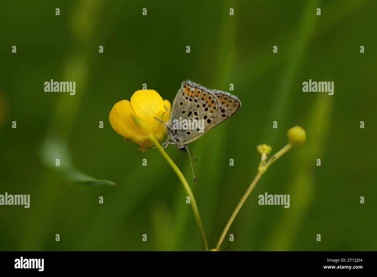 Lycaena tityrus Family Lycaenidae Genus Lycaena Sooty Copper butterfly ...