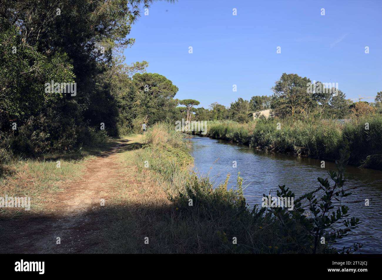 Creek in a forest by the seaside at sunset seen from a narrow path ...