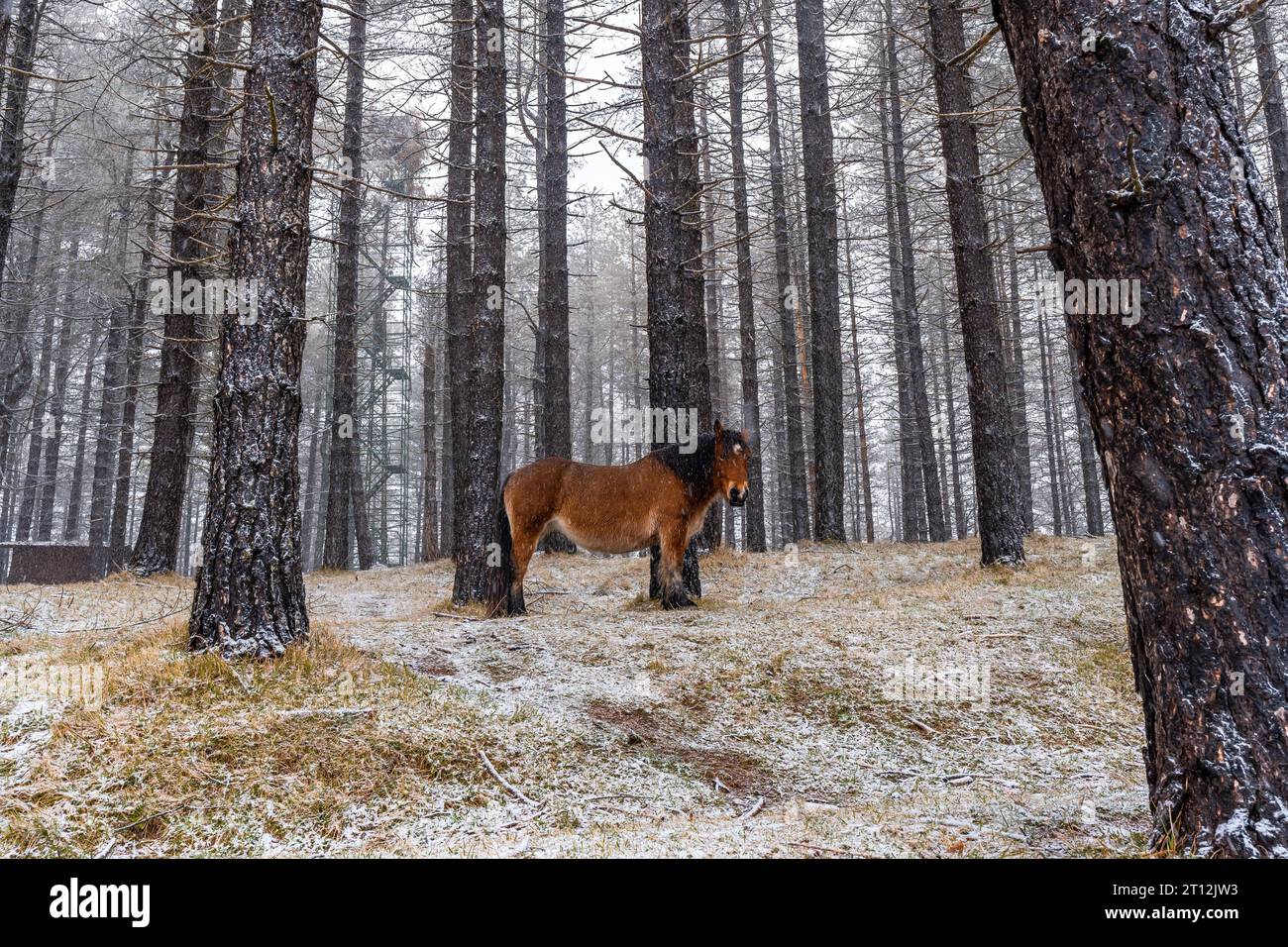 Wild horses in the aizkorri mountain of gipuzkoa. Snowy landscape by ...