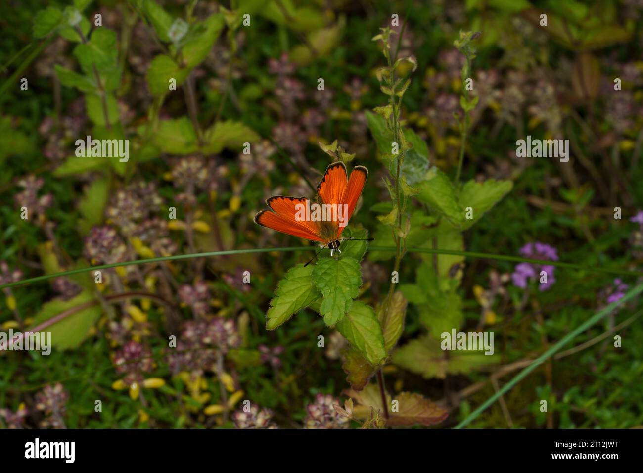 Lycaena virgaureae Family Lycaenidae Genus Lycaena Scarce copper ...