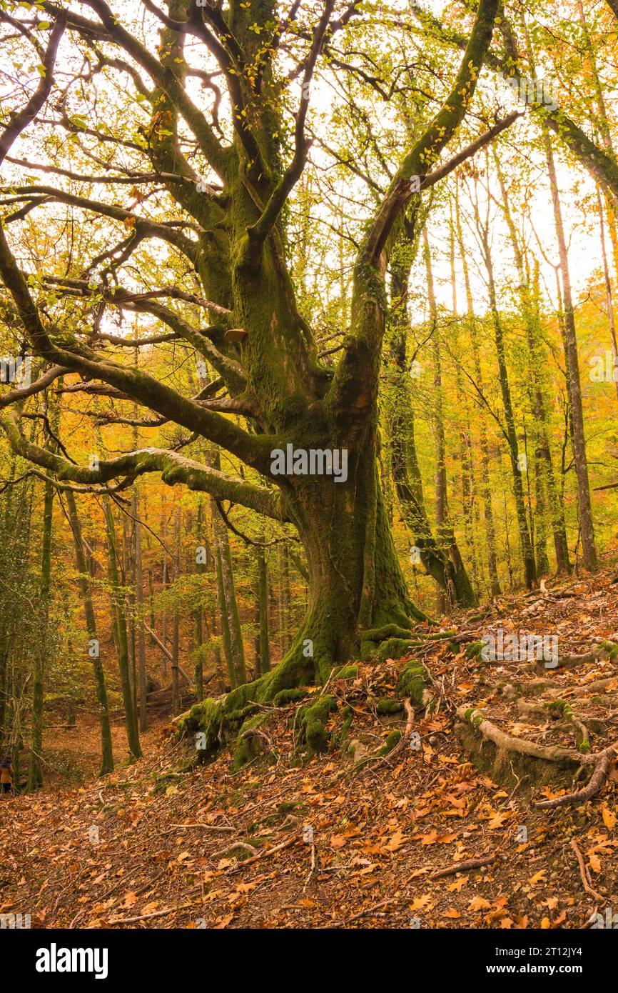 Beautiful green oak in the Artikutza forest in San Sebastian in autumn ...
