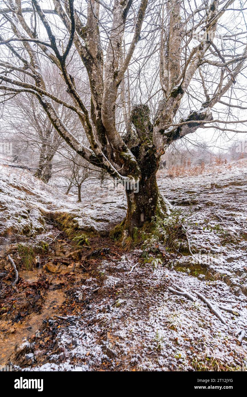 Beautiful giant beech trees hi-res stock photography and images - Alamy