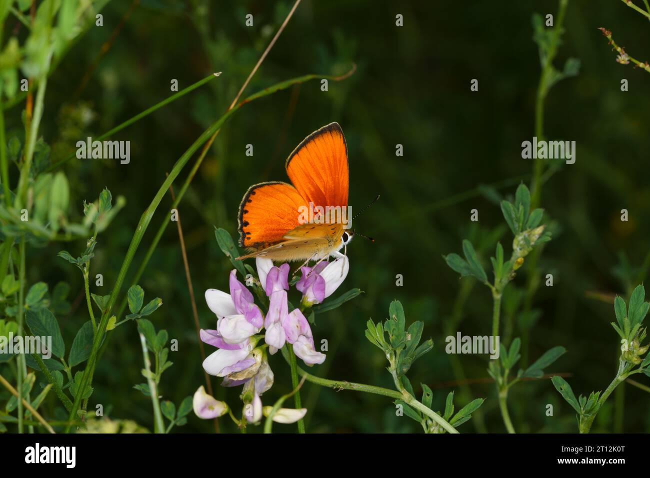 Lycaena virgaureae Family Lycaenidae Genus Lycaena Scarce copper ...