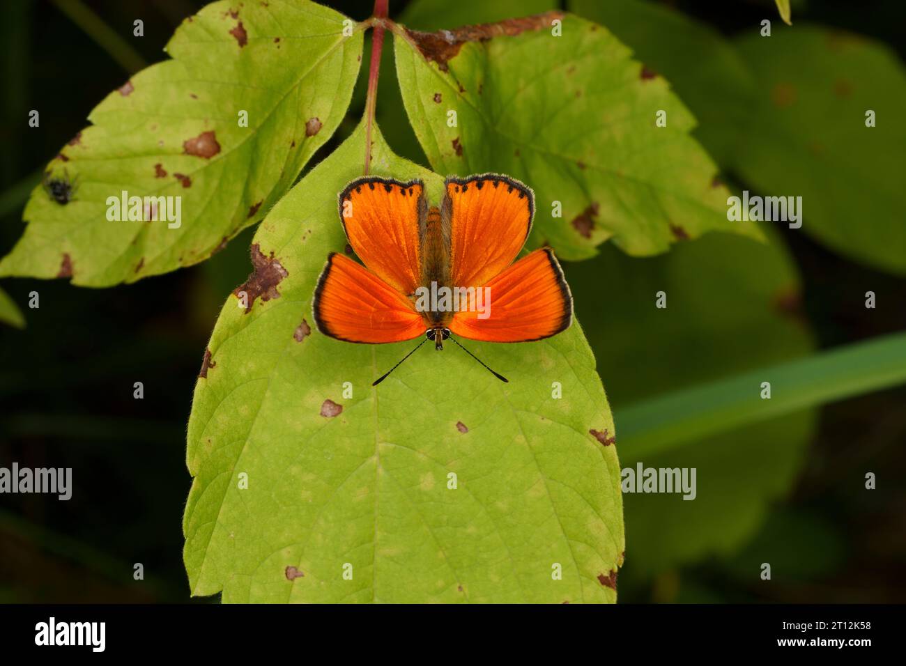 Lycaena virgaureae Family Lycaenidae Genus Lycaena Scarce copper ...