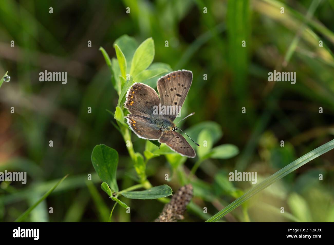 Lycaena tityrus Family Lycaenidae Genus Lycaena Sooty Copper butterfly ...