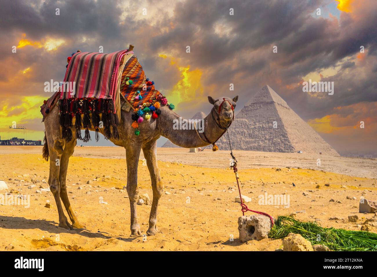 A beautiful camel in the Pyramids of Giza, the oldest Funerary monument ...