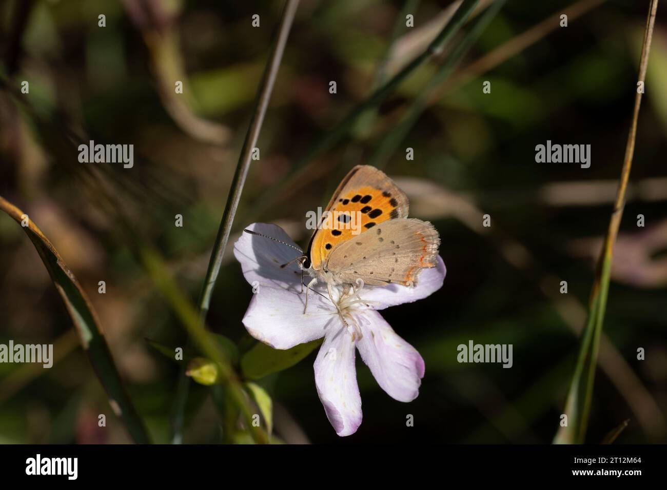 Lycaena phlaeas Family Lycaenidae Genus Lycaena Small Copper American ...