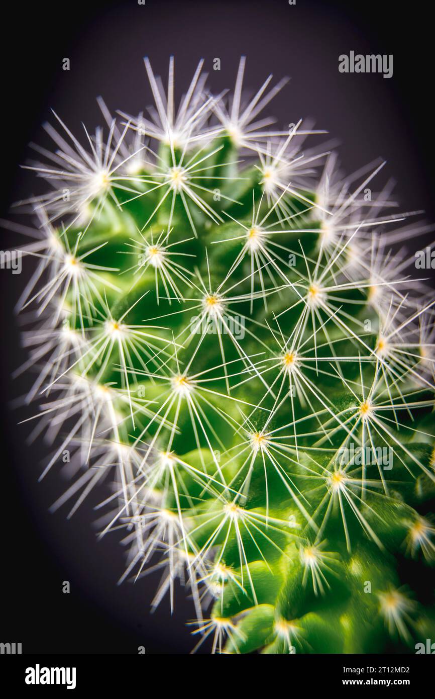 A spiked green cactus with a black background. Macro photography Stock ...