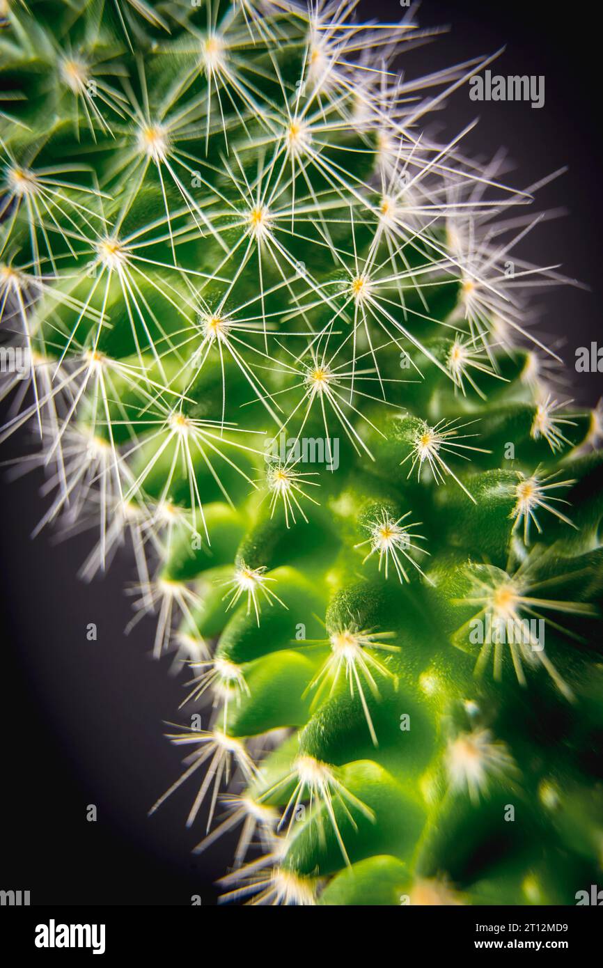 A spiked green cactus with a black background. Macro photography Stock ...