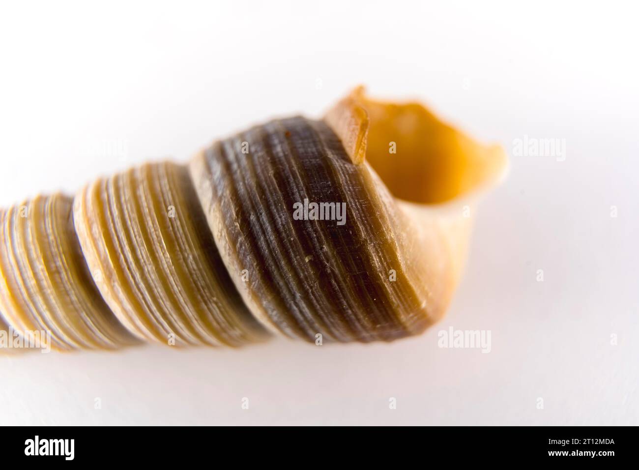 Detail of a conch shell with white background Macro photography Stock ...