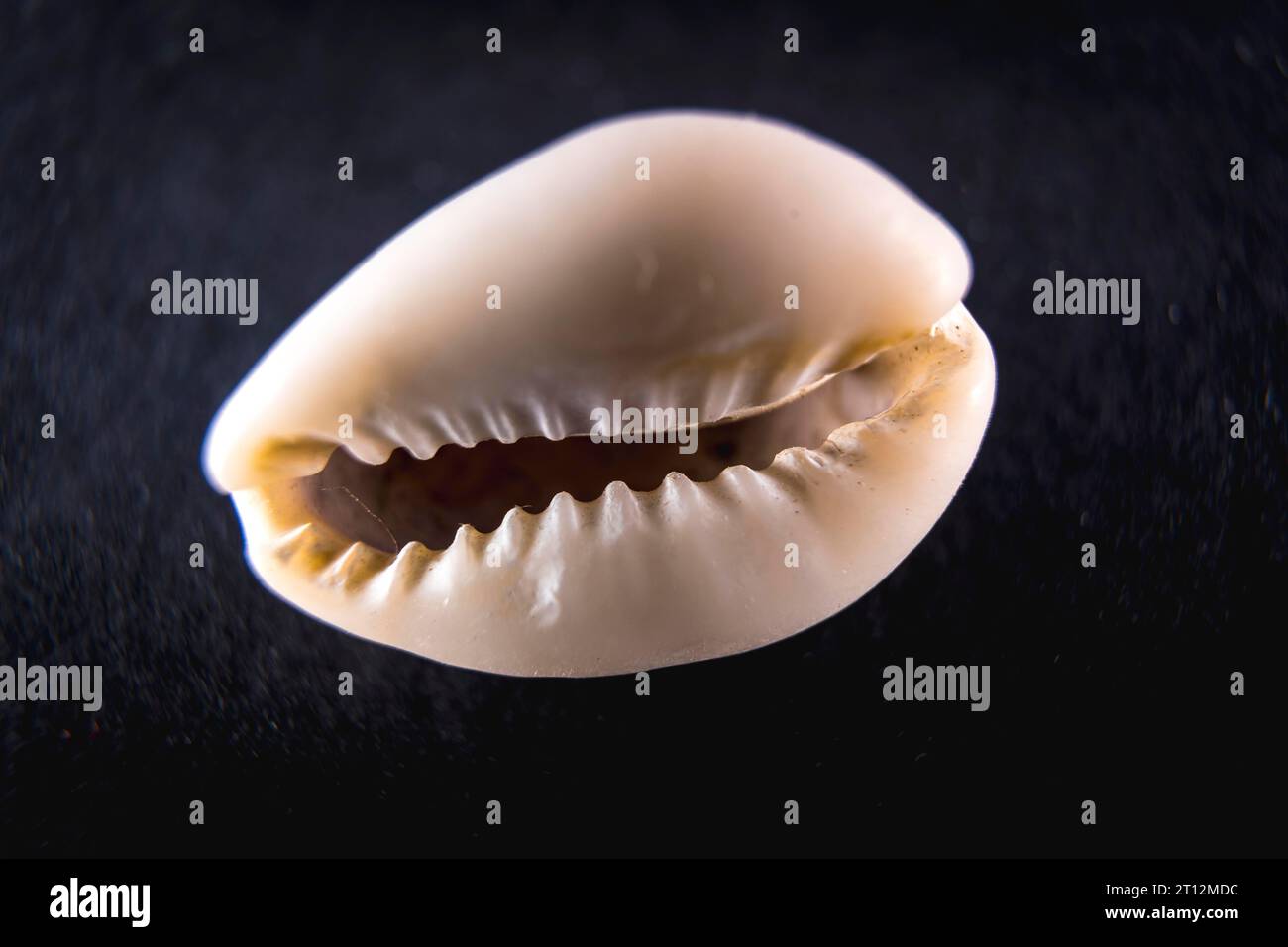 Very small white sea shells with a black background. Macro photography ...