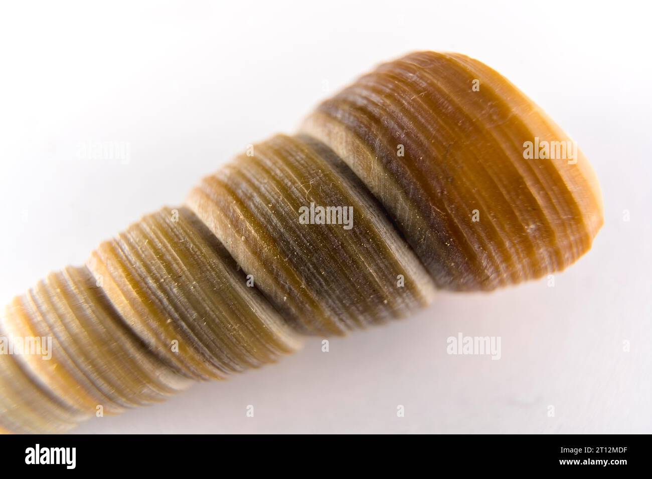 Conch detail hi-res stock photography and images - Alamy