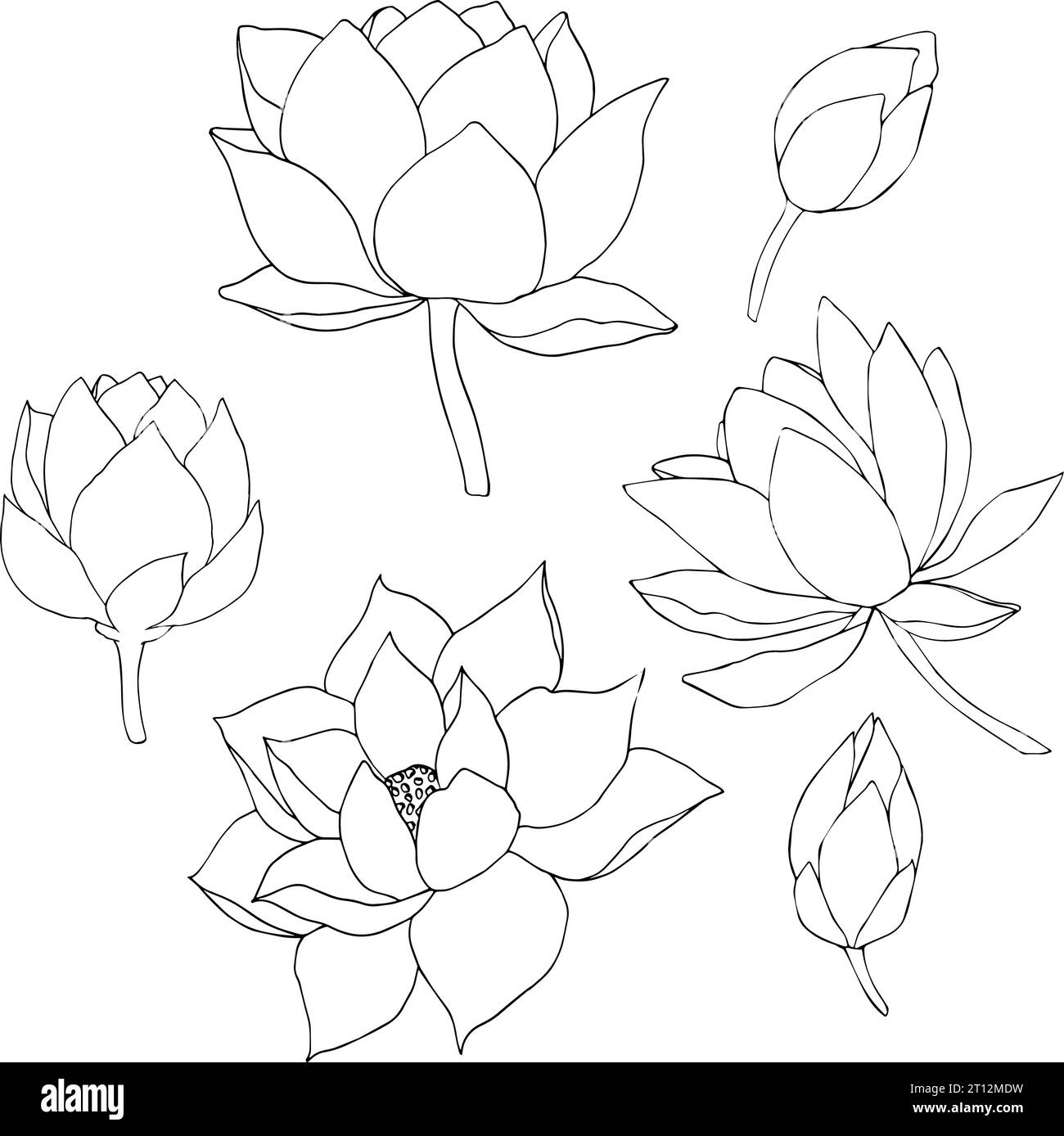 Lotus Flower Outline
