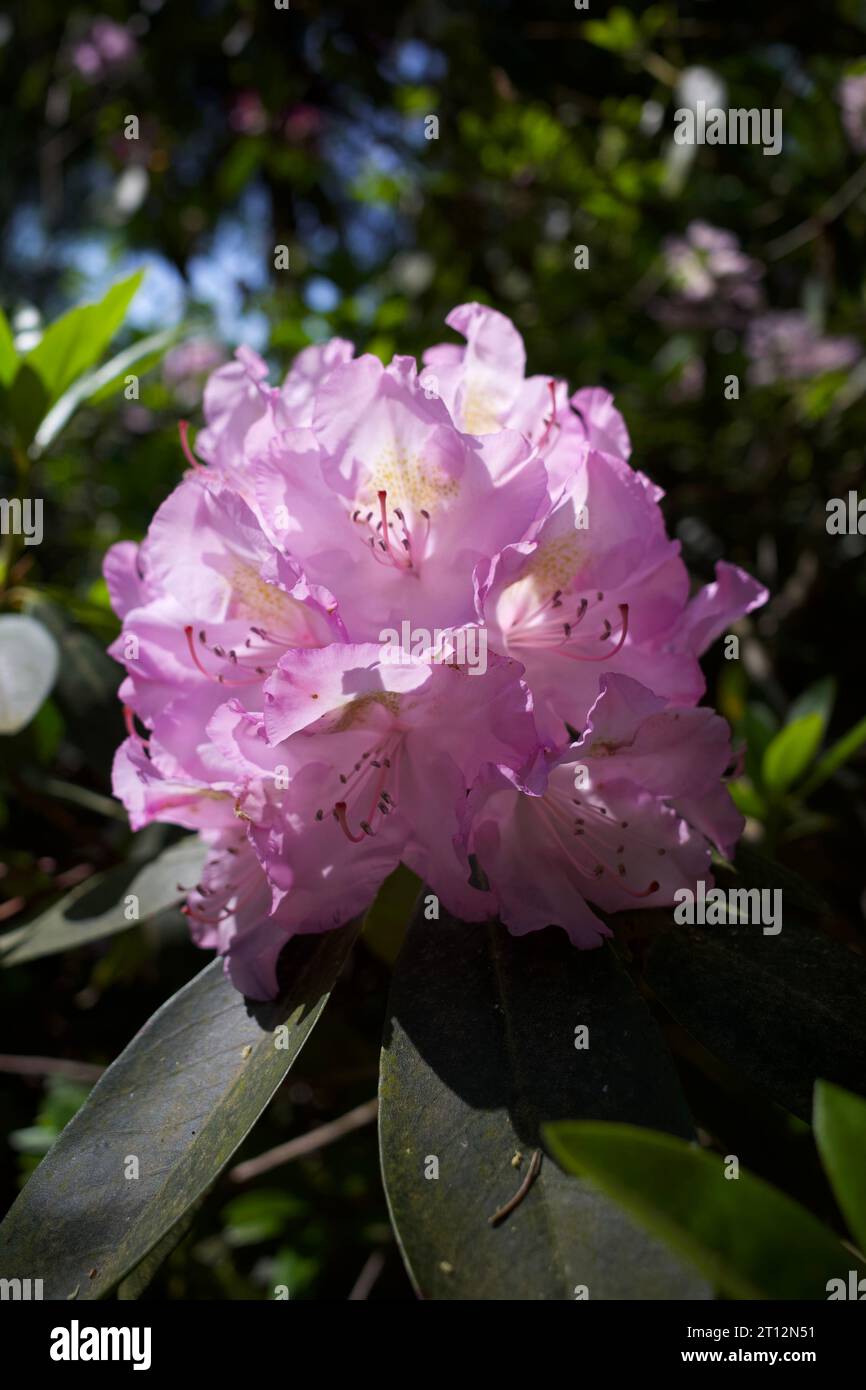 Purple rhododendron catawbiense flower under the sun Stock Photo - Alamy