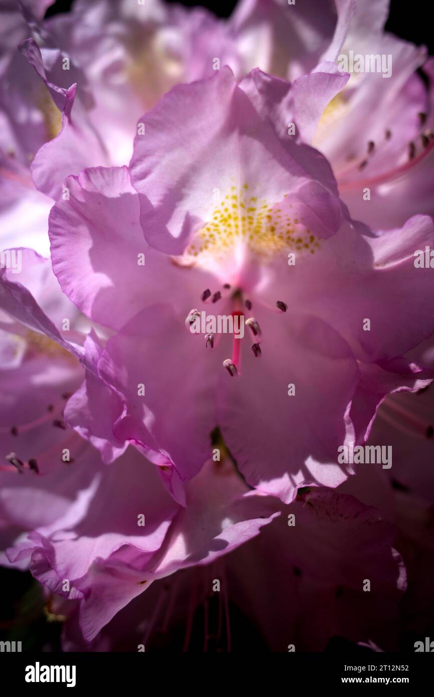 Purple rhododendron catawbiense flower under the sun Stock Photo - Alamy