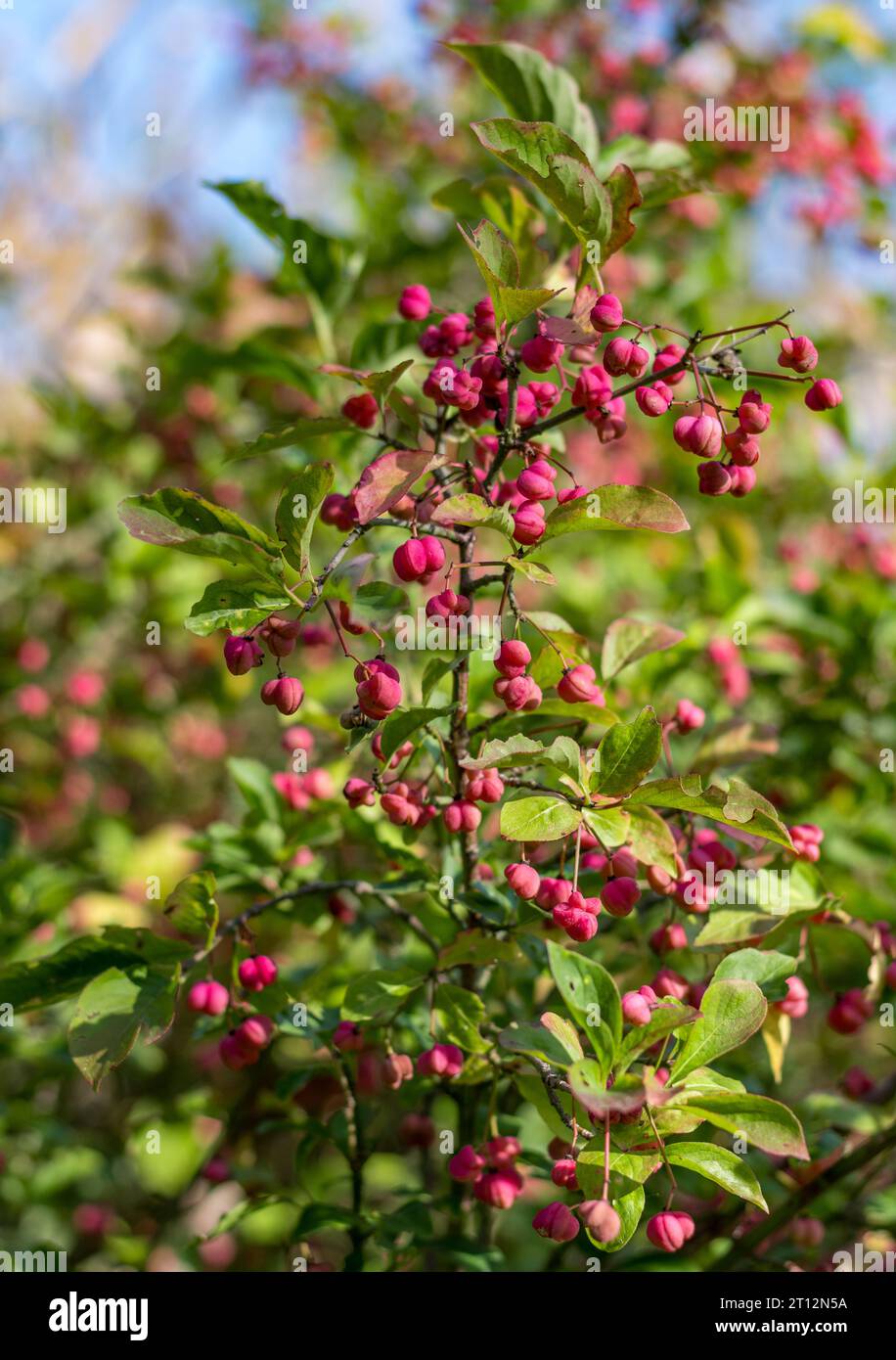 Pink berries of the spindle tree. Picture taken in a forest in autumn ...
