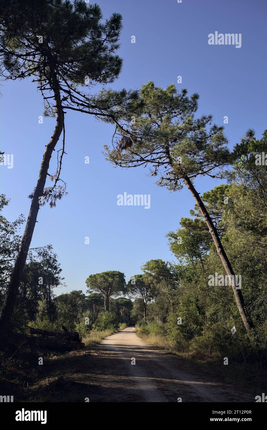 Maritime pines arching on a dirt path in a forest by the seaside at ...