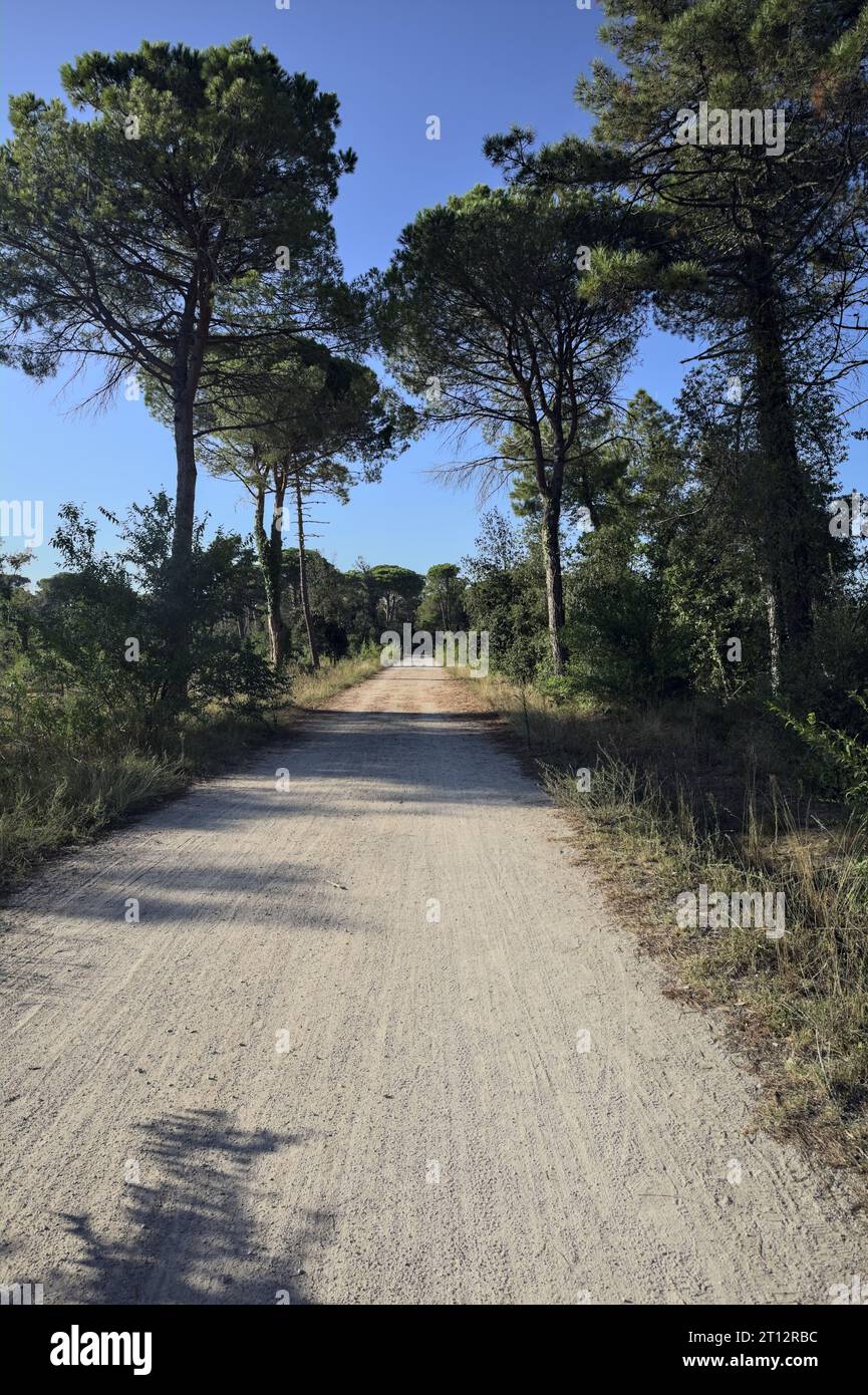 Group of maritime pines on a dirt path in a forest by the seaside at ...