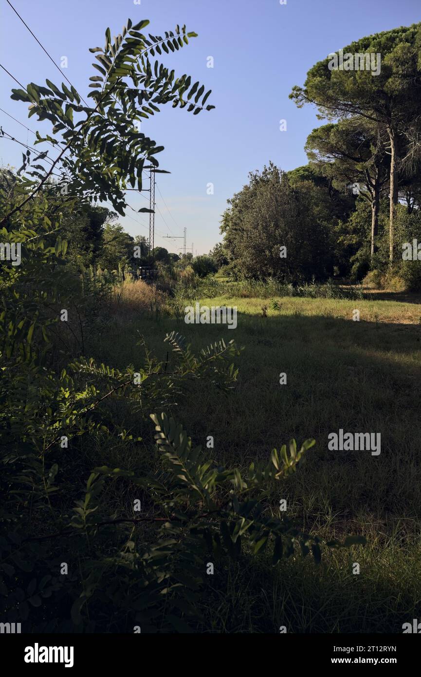 Railroad track with overhead cables passing in a forest next to a town ...