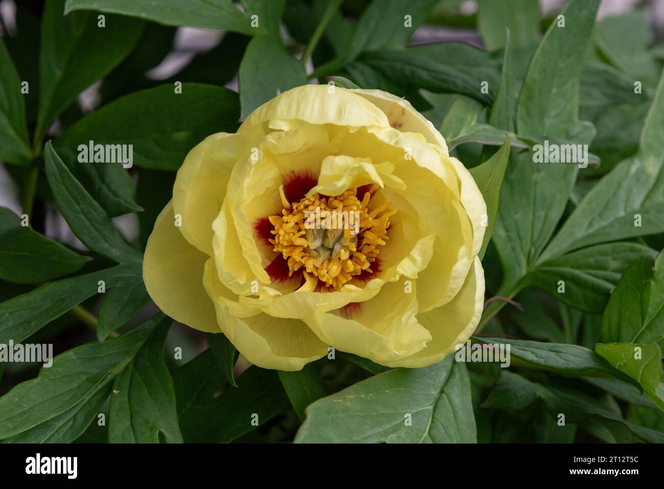 Yellow peony in a garden Stock Photo - Alamy