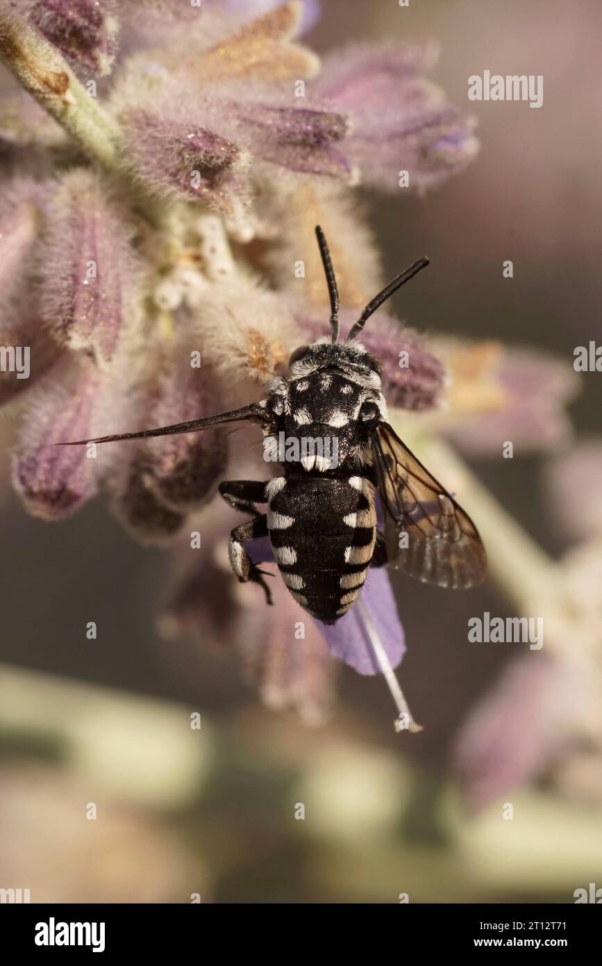Natural vertical closeup on a black and white Mediterranean cuckoo bee, Thyreus species on a ...