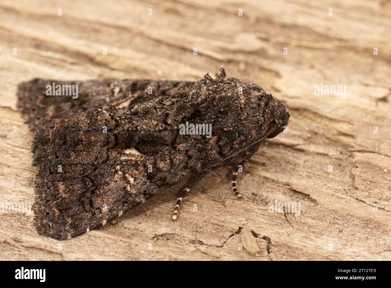 Aedia leucomelas hi-res stock photography and images - Alamy