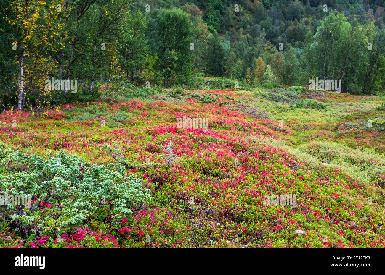 September 07, 2023: Colorful autumn ground cover adorns the forest ...