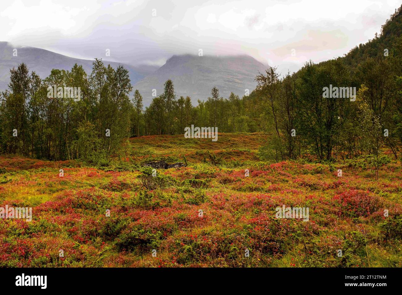 September 07, 2023: Colorful autumn ground cover adorns the forest ...